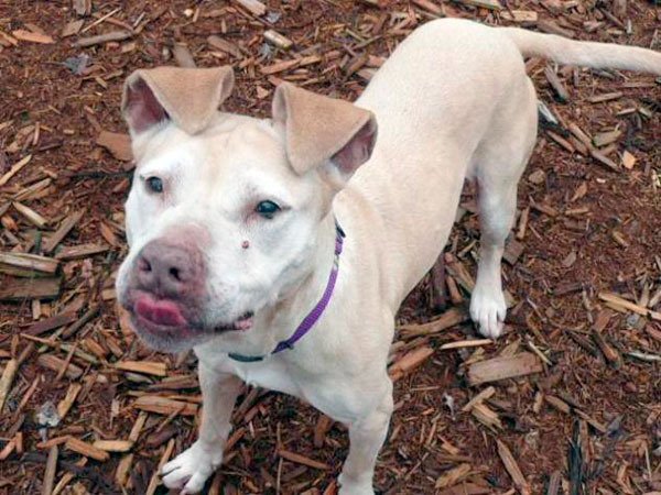Sweet pit bull mix waiting for new home | Pet of the Week | Federal Way ...