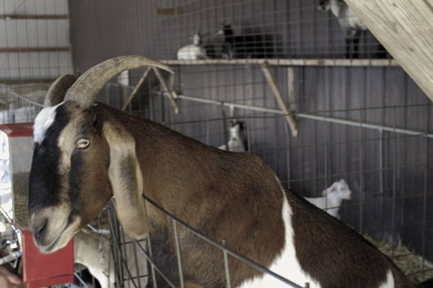 Tips to avoid animal-spread illnesses | Federal Way Mirror