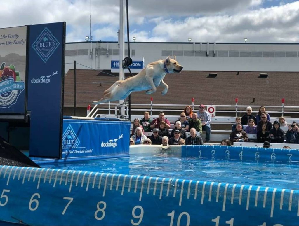 Local DockDogs Stark and Echo make a splash | Federal Way Mirror