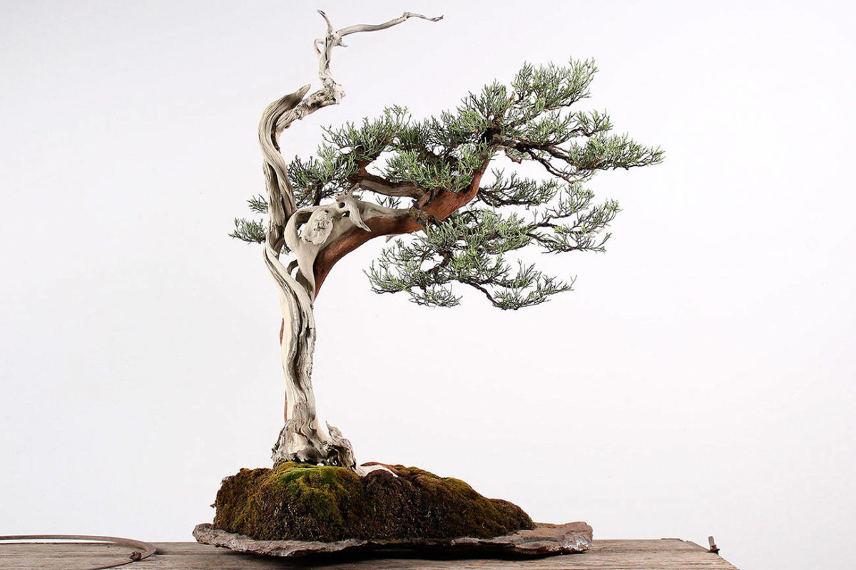 Federal Way’s Pacific Bonsai Museum collaborating with artists for ...