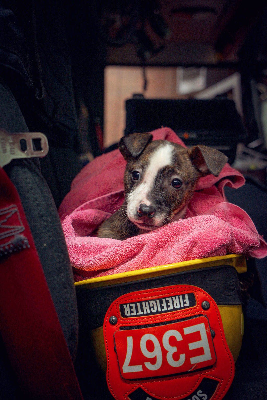 Puppies get a warm welcome from South King Fire and Rescue | Federal ...