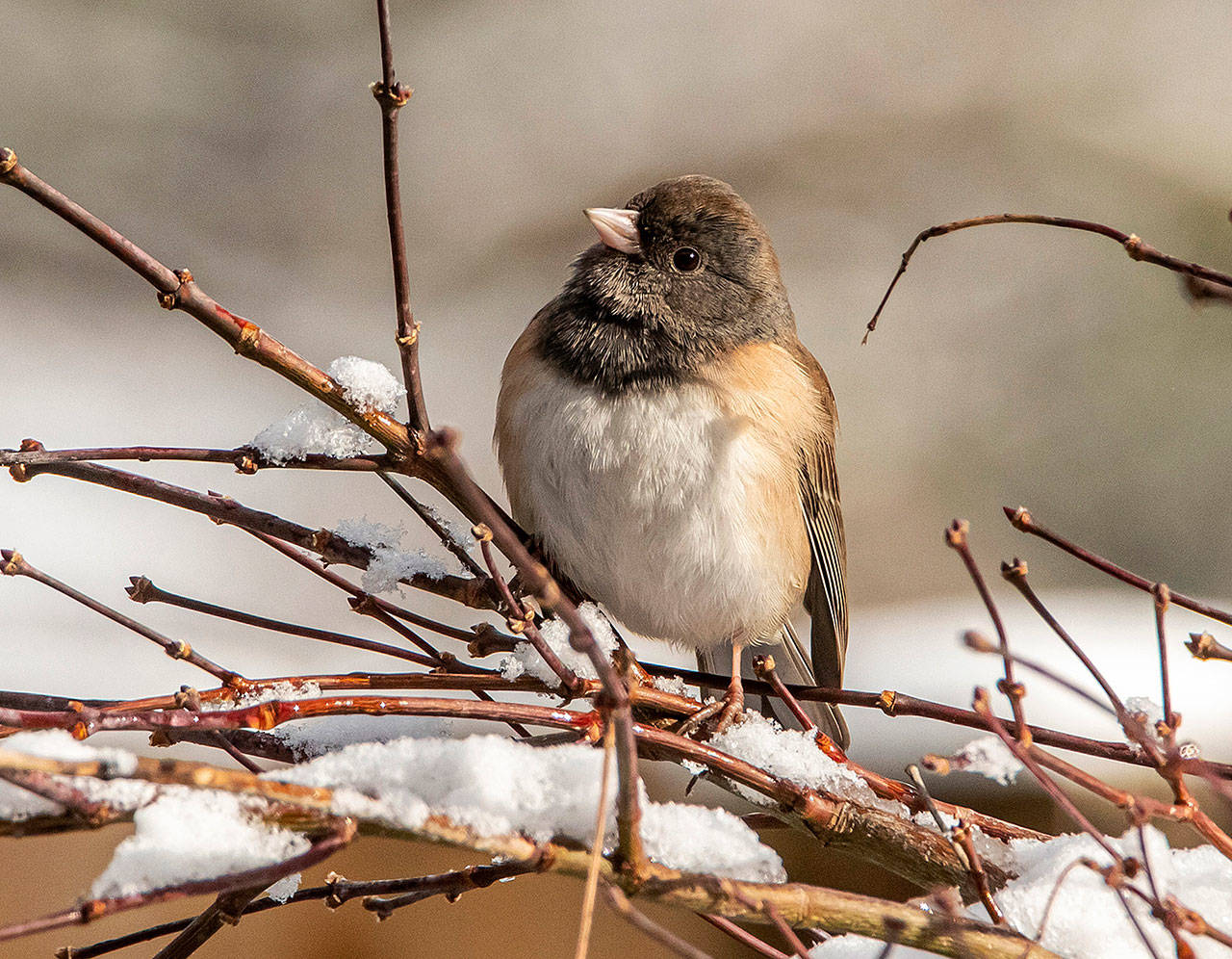 Season’s tweetings: Christmas Bird Count returns | Federal Way Mirror