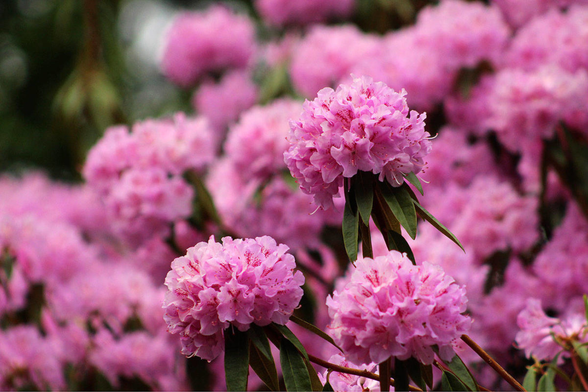 World’s largest collection of Rhododendron species found in Federal Way ...