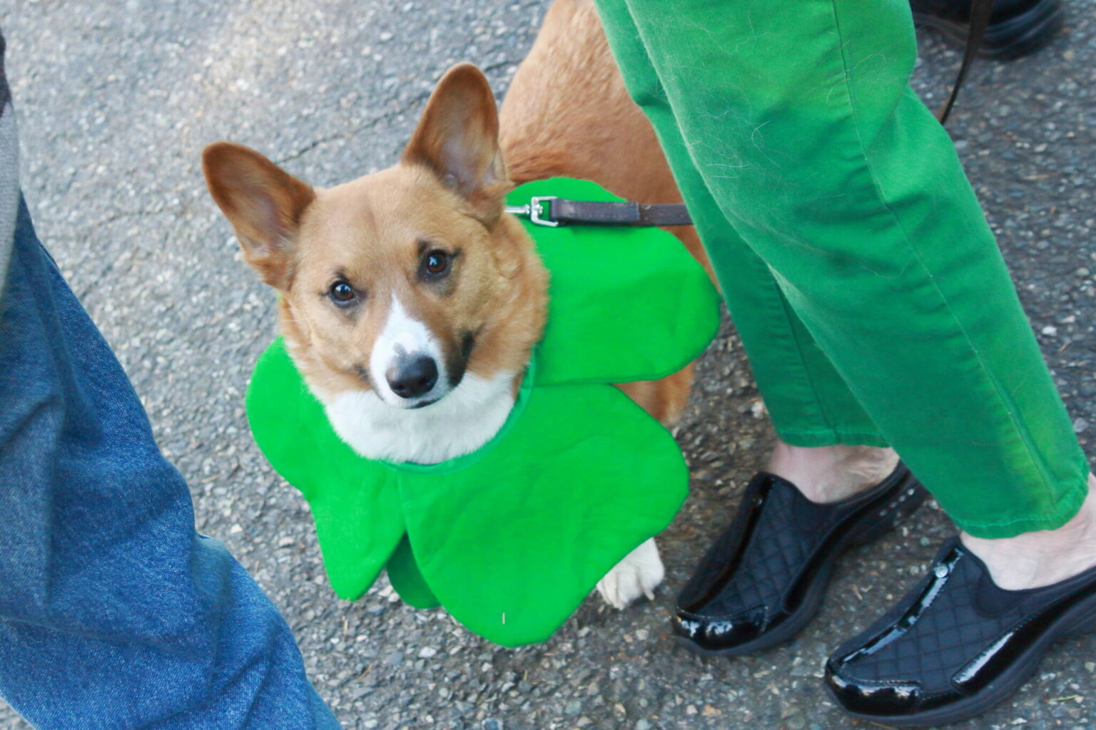Federal Way raises the Irish flag at City Hall | Federal Way Mirror