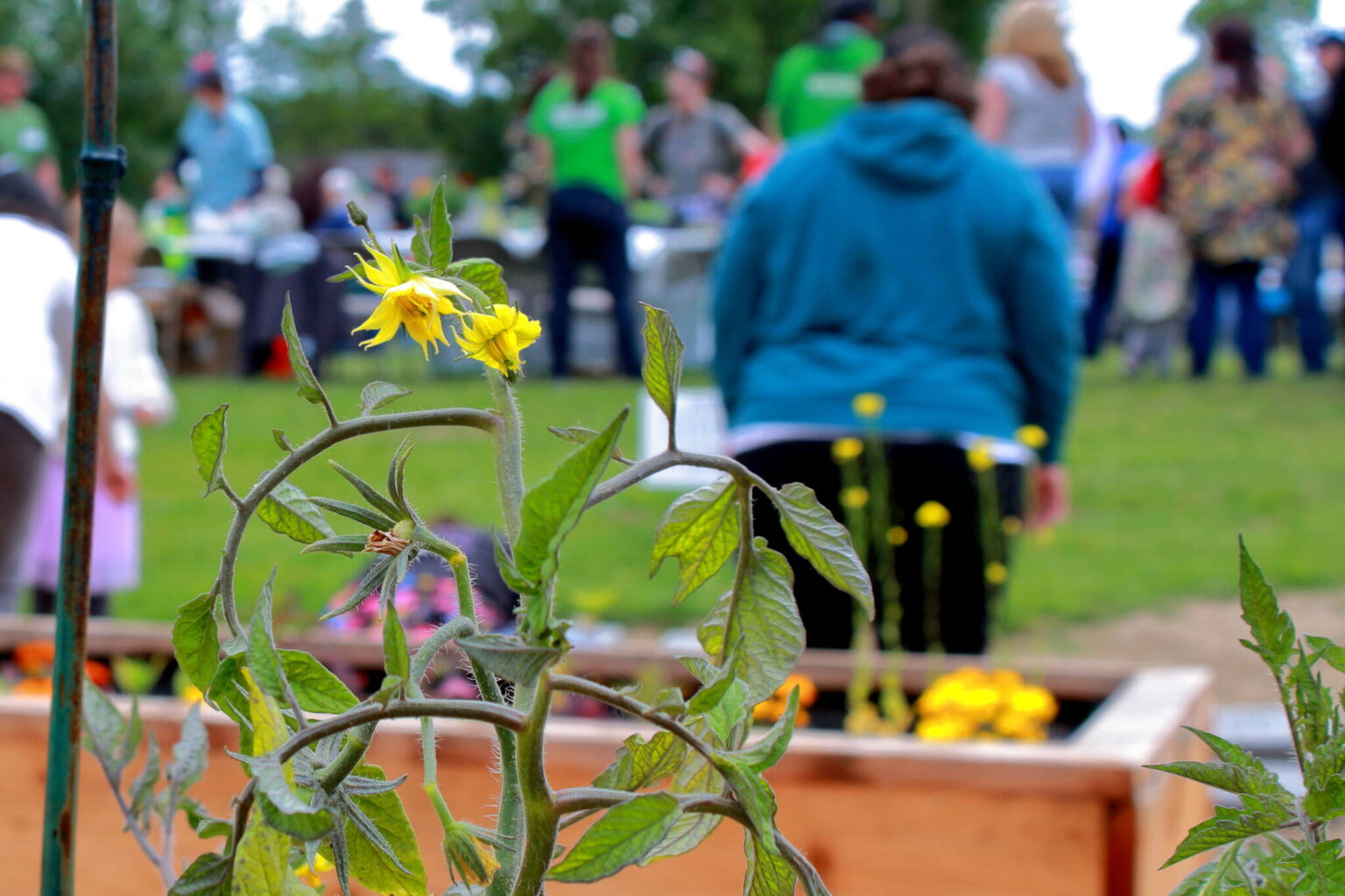 Community gardens flourish at Federal Way schools | Federal Way Mirror