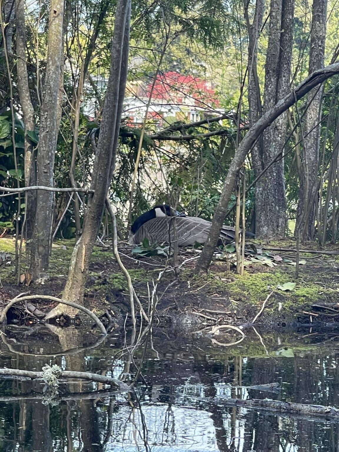 City approves acquisition of ‘lagoon’ property on Steel Lake | Federal ...