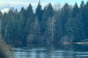 City approves acquisition of ‘lagoon’ property on Steel Lake | Federal ...