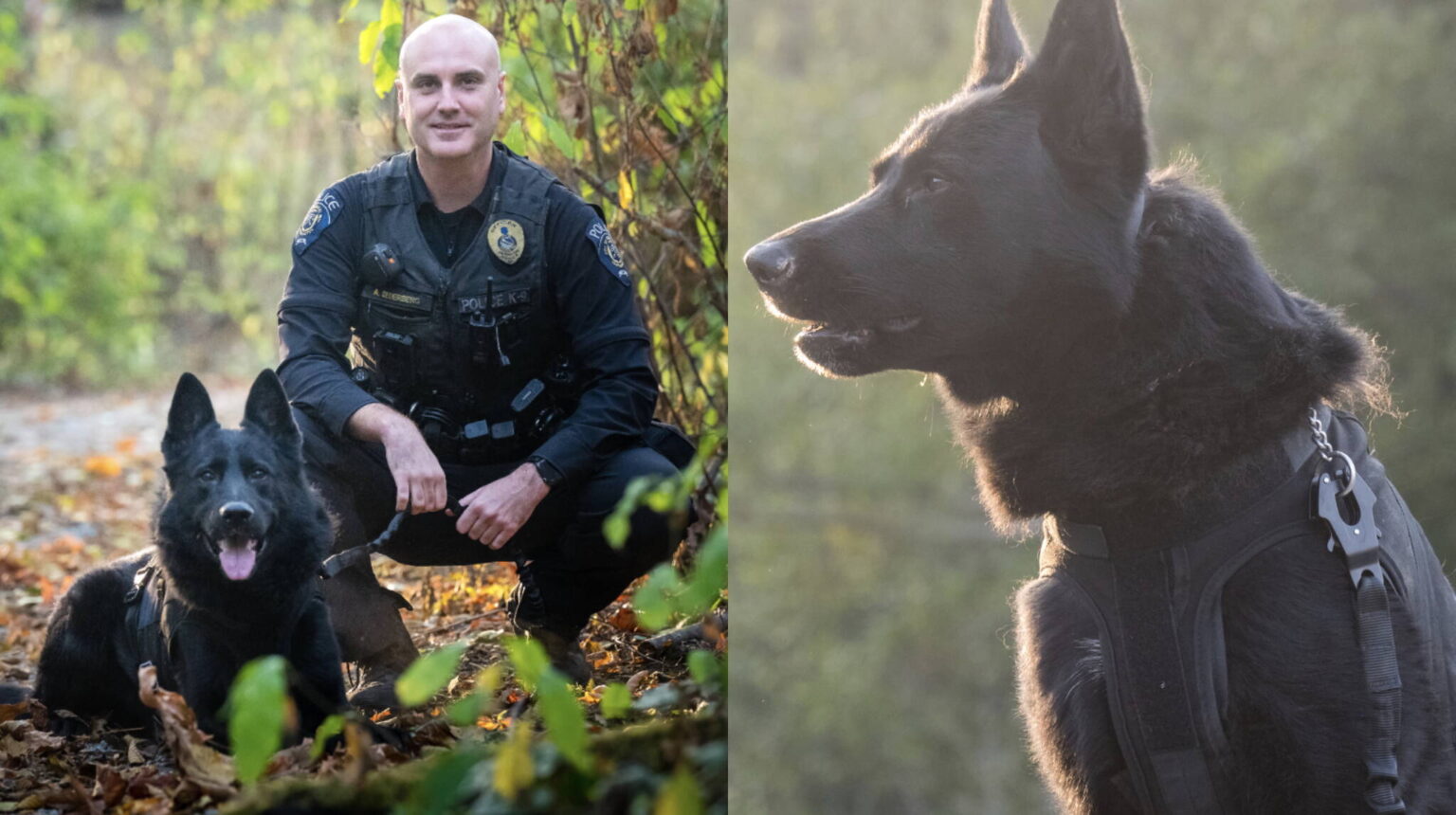 Distinguished Federal Way police dog Vader retires | Federal Way Mirror