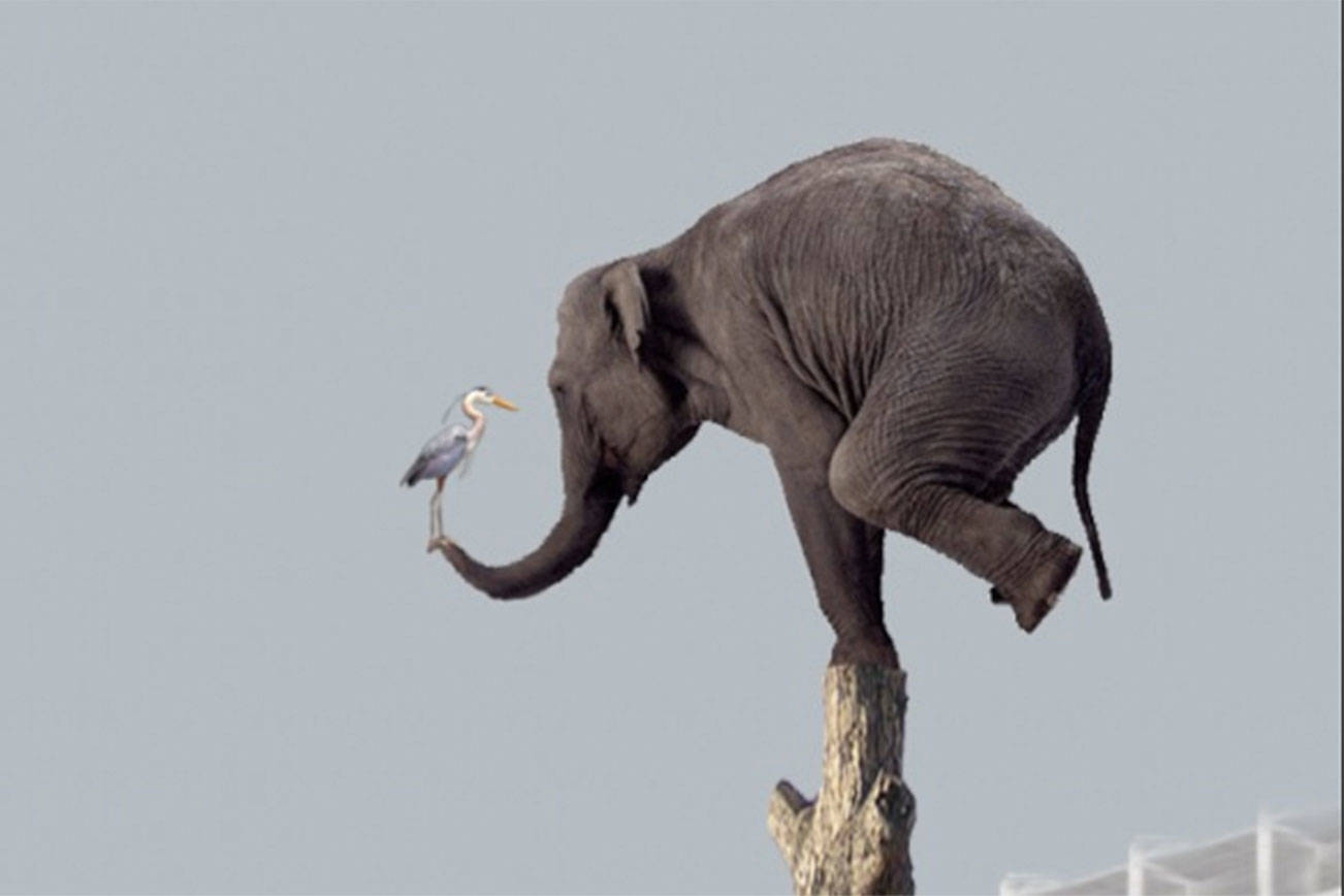 Federal Way City Council unanimously opposes possible elephant ...