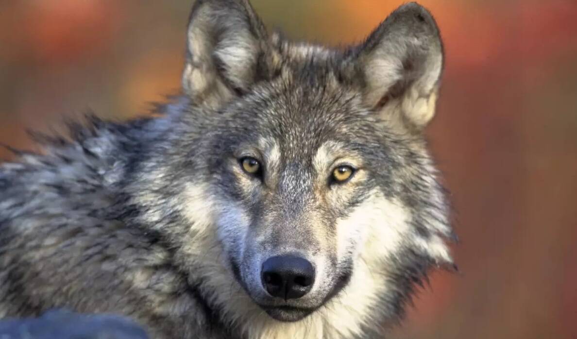 ‘Endangered’ status to remain in effect for WA wolves | Federal Way Mirror